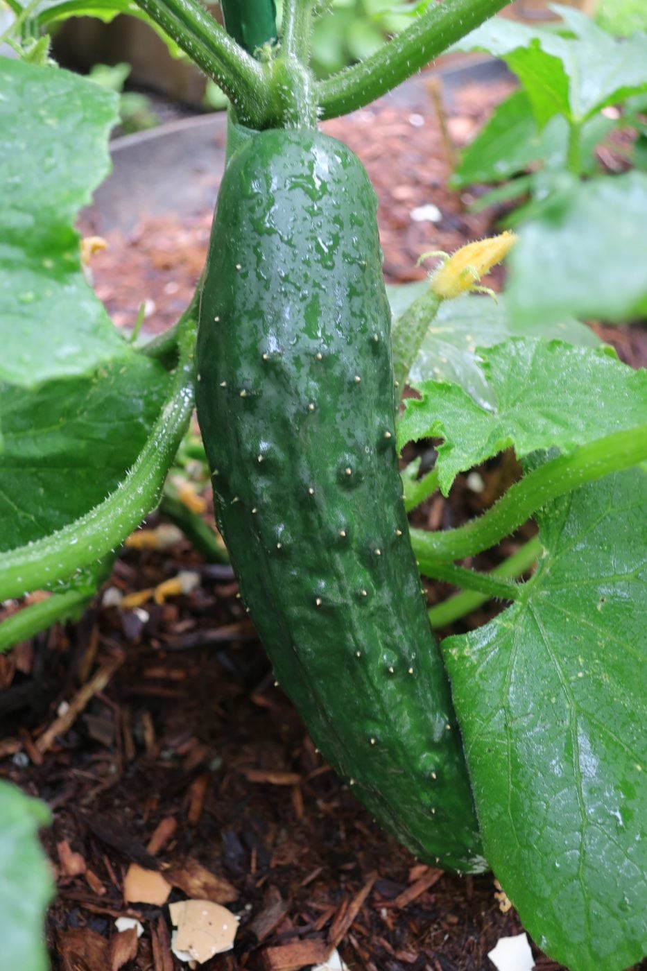 Amazing Produce You Can Grow in a Bag! | Beyond Black & White